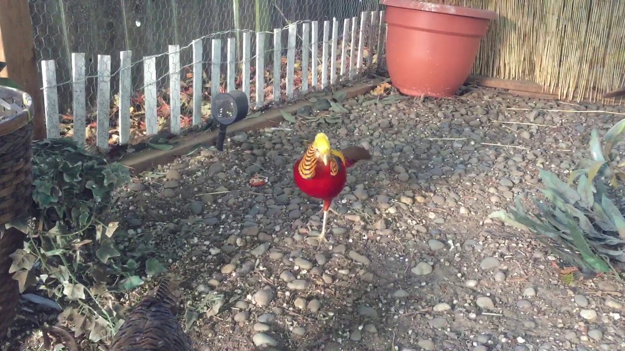 Red Golden Pheasant Dance - YouTube