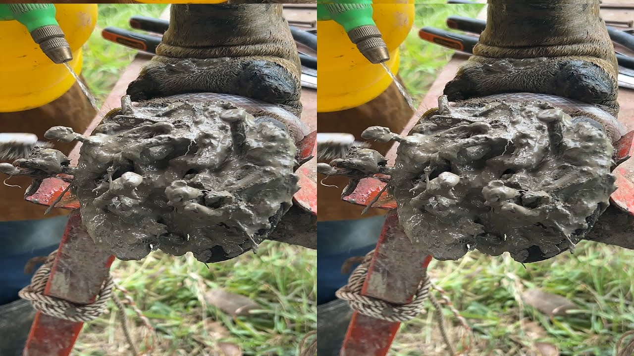 Wow!! Cleaning the cow's feet and removing the iron.Eps 1006 - YouTube