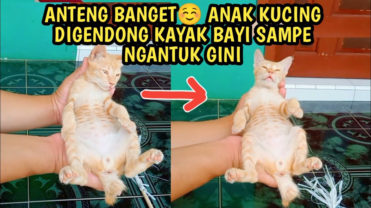 Anteng Banget☺️ Anak Kucing Digendong Seperti Bayi Sampe Ngantuk - YouTube