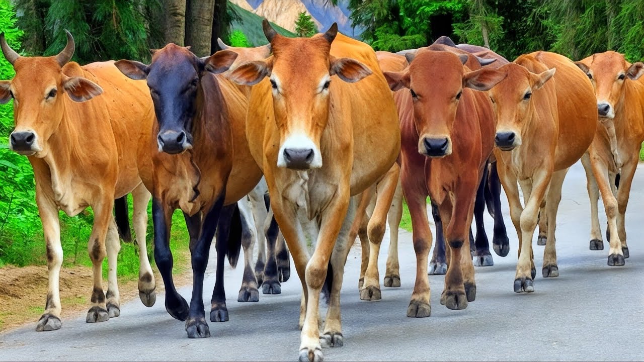 Video puluhan sapi lembu jinak berkumpul rapi berlari menuju kandang ...