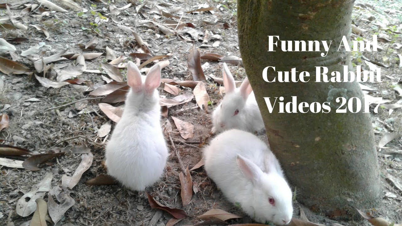 3 Rabbit - Funny And Cute Rabbit Videos 2017 - YouTube