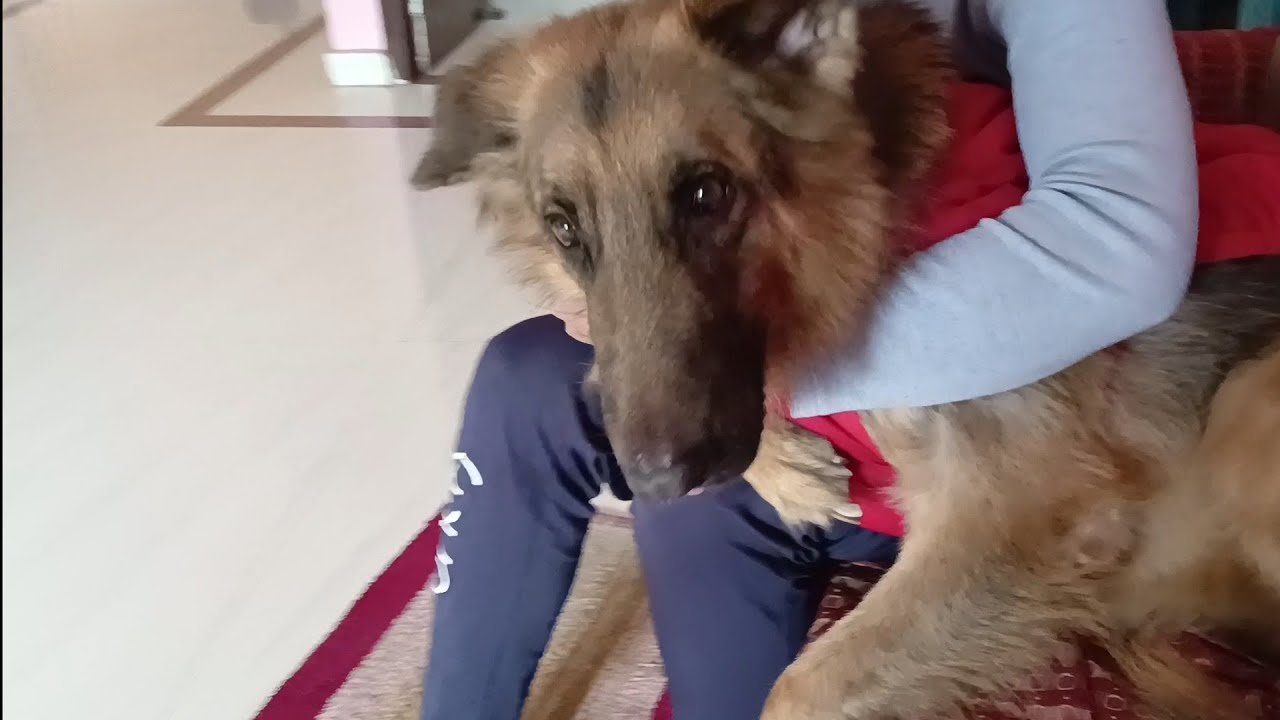 German Shepherd day routine | Gsd lifestyle | double coat German ...