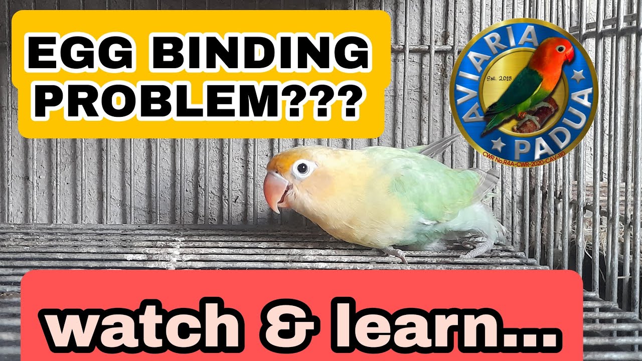 EGG BINDING???, No problem! - YouTube