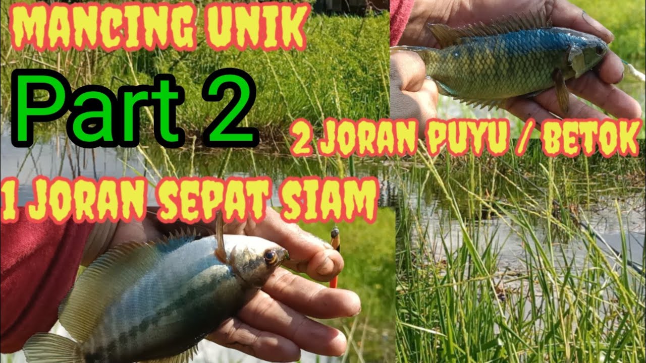 mancing pepuyu || mancing puyu || mancing sepat siam || part 2 - YouTube