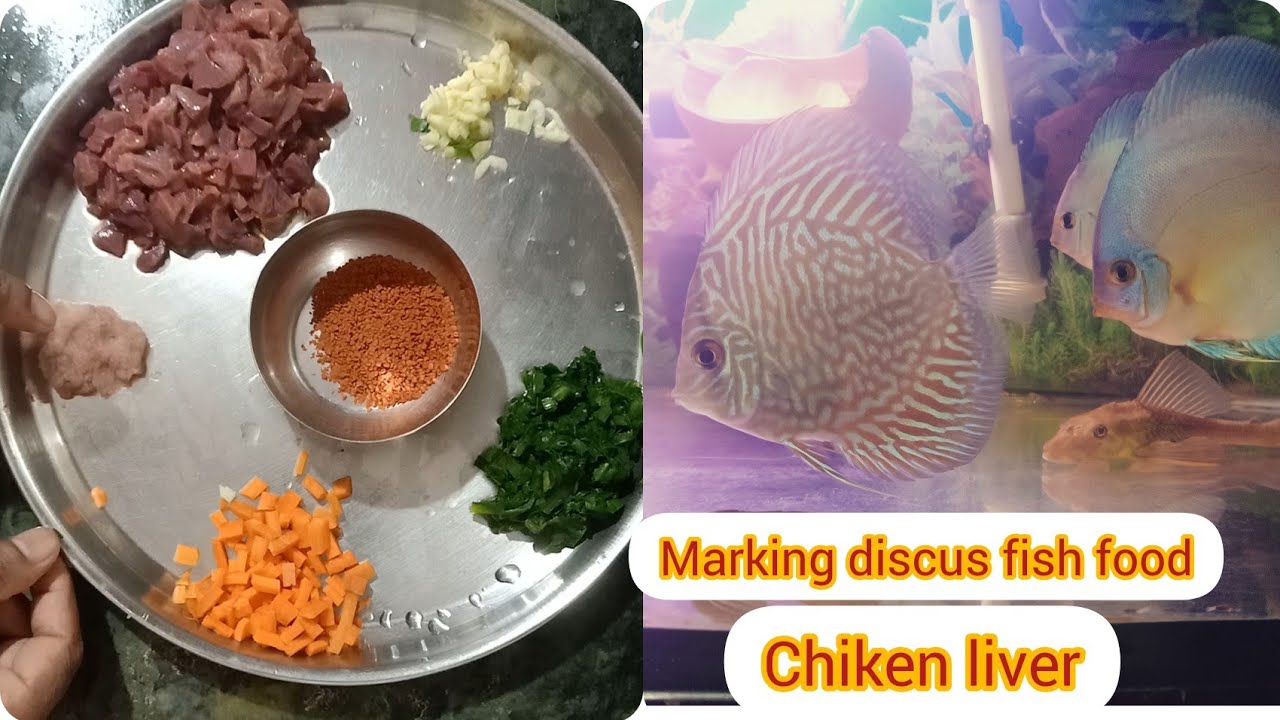 making discus fish food chiken hart डिस्कस फिश साठी चिकन हार्ट फिशफूड ...