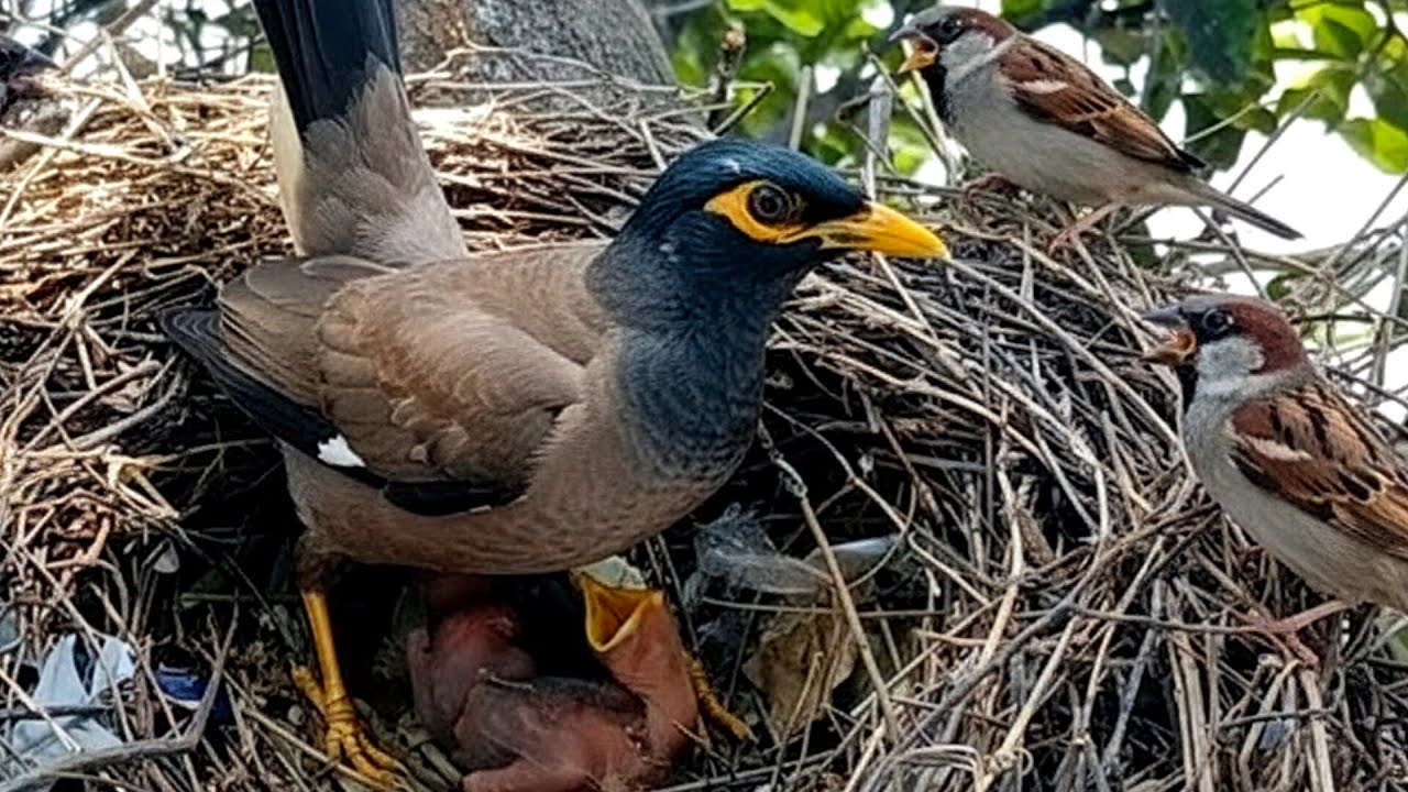 “Nest Under Attack! Common Myna Protects Its Babies from Aggressive ...