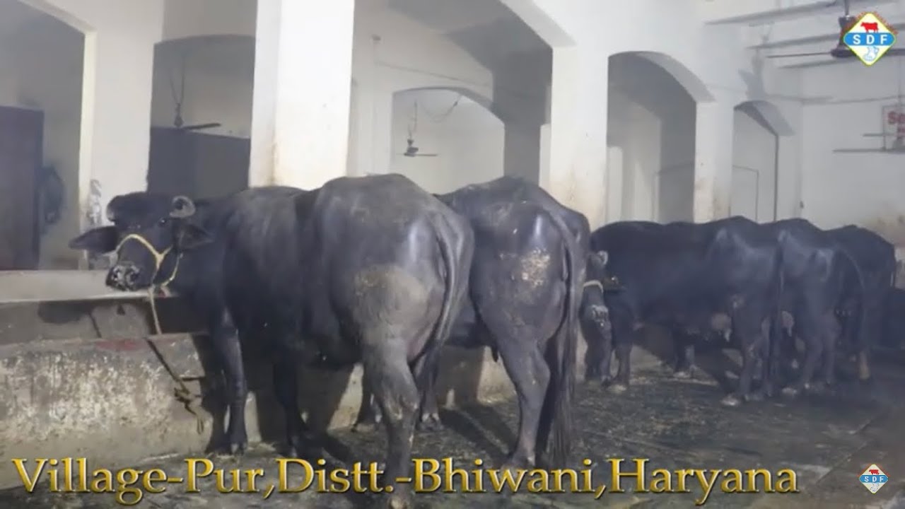 4 Murrah Buffaloes Available At Sansaniwal Dairy Farm - YouTube