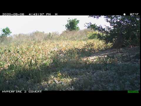 Quail Fight - YouTube