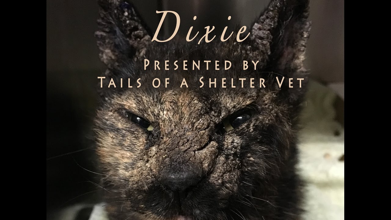 Dixie's Transformation - The Worst Case of Feline Scabies You'll Ever ...