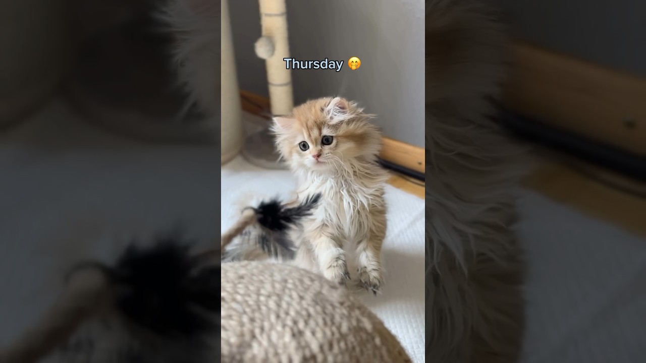 One week with Zuki ️ - YouTube