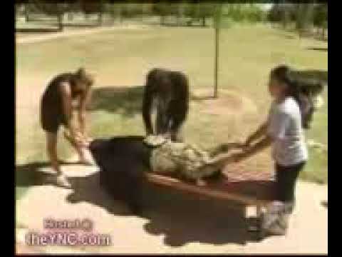 Magician split a girl's body - unbelievable magic - YouTube