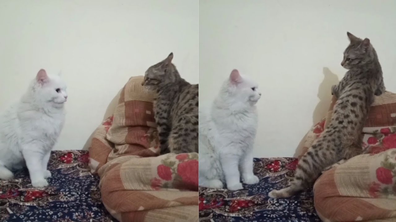 Cat Fights Get CRAZY Fast! - YouTube