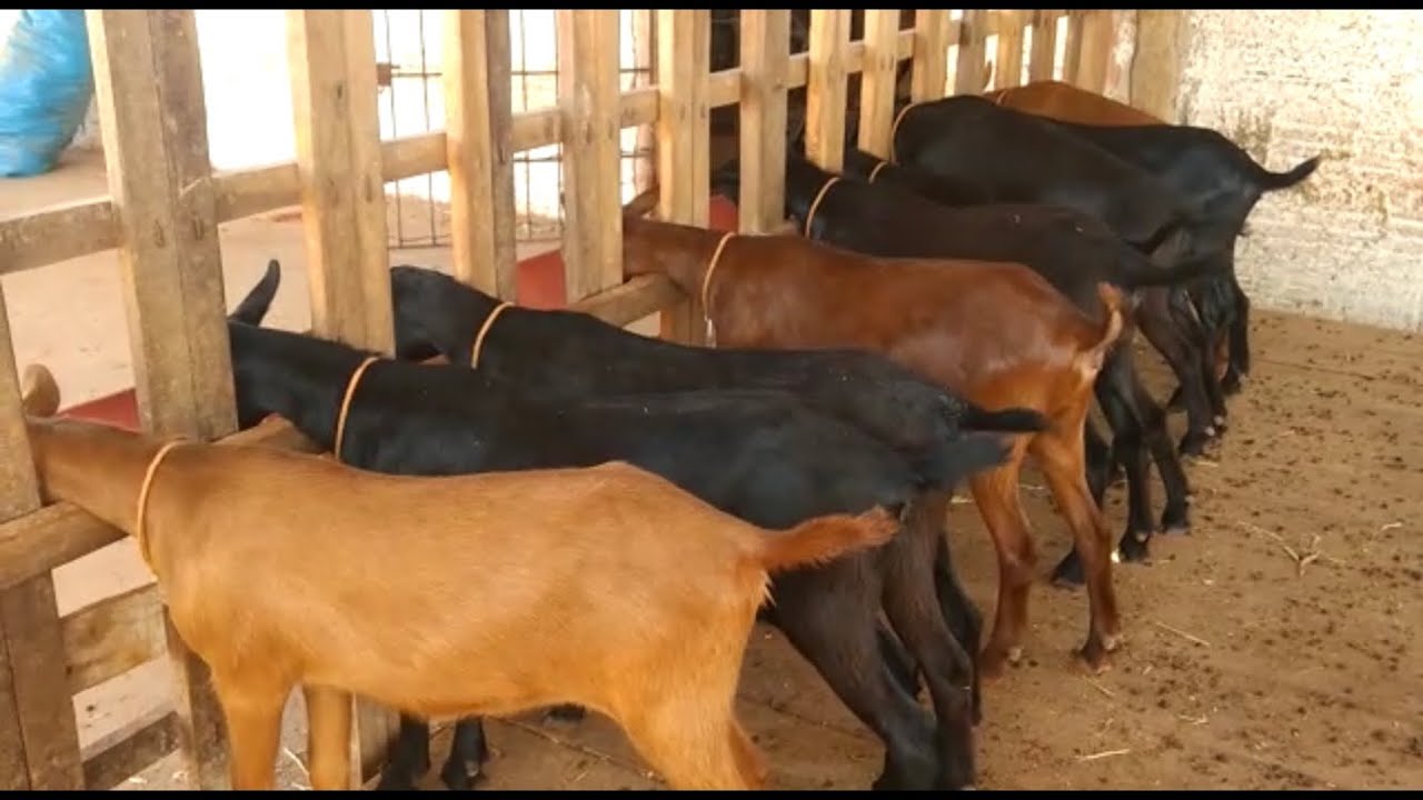 Raça MURCIANA é uma cabra leiteira, VOCÊ SABIA? / La raza MURCIAN es ...