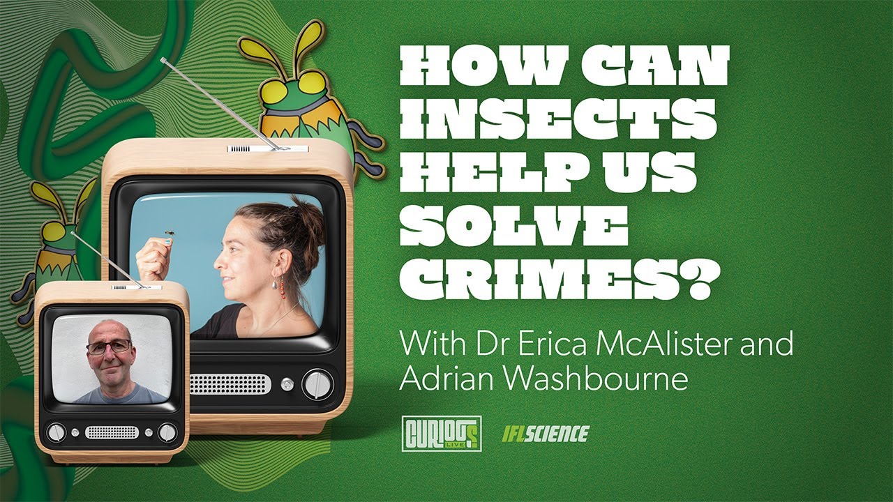 How Can Insects Help Us Solve Crimes? With Entomologist Dr Erica ...