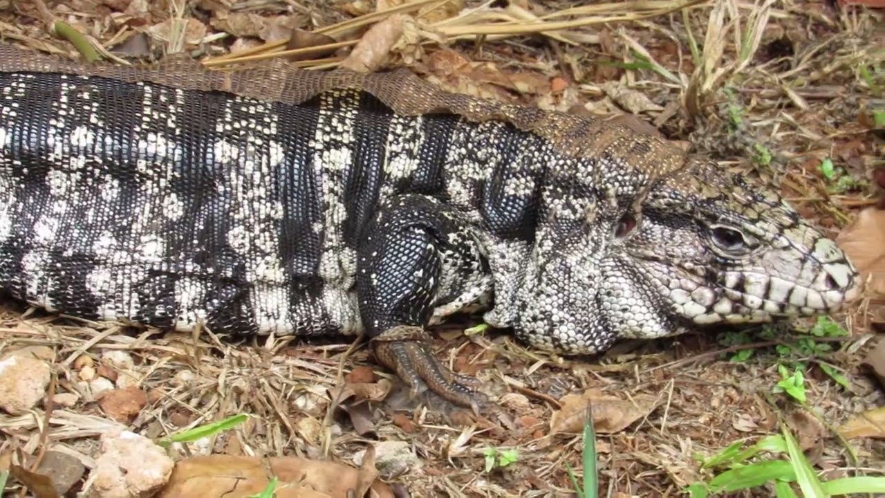 (Teiú) Teiidae, Tupinambis teguixin Linnaeus, 1758 trocando de pele ...