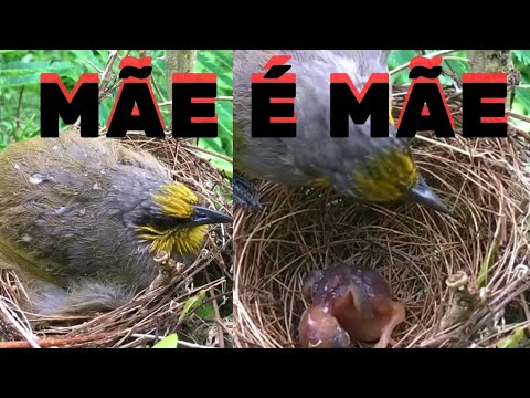 Mamãe Passarinho Protegendo se Filhote Da chuva Show Natureza - YouTube