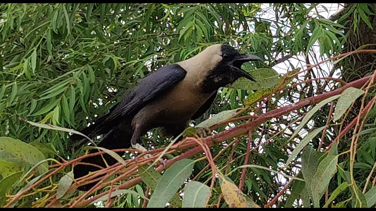 Angry crow sounds, Crow bird sound effects 2023 - YouTube