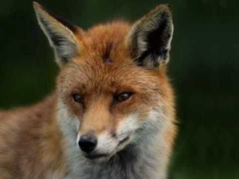 Lisica - YouTube