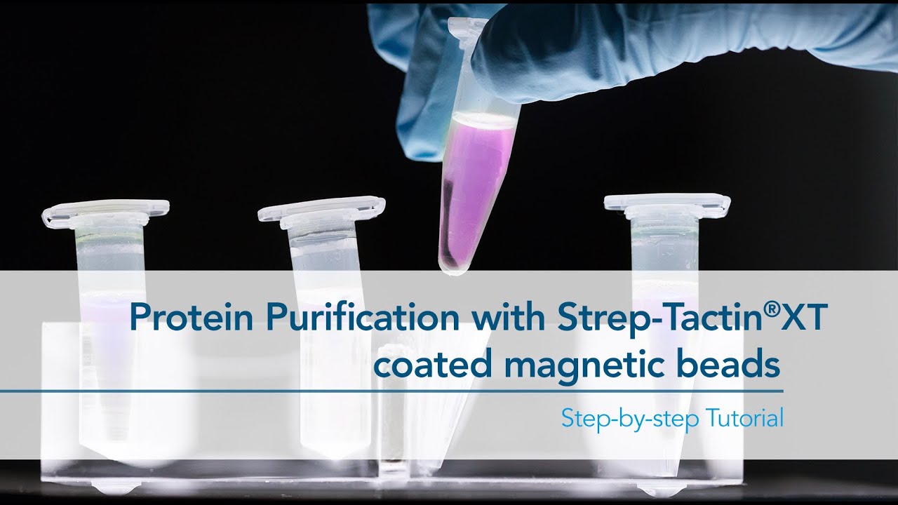 Protein Purification with Strep-Tactin®XT coated magnetic beads - YouTube