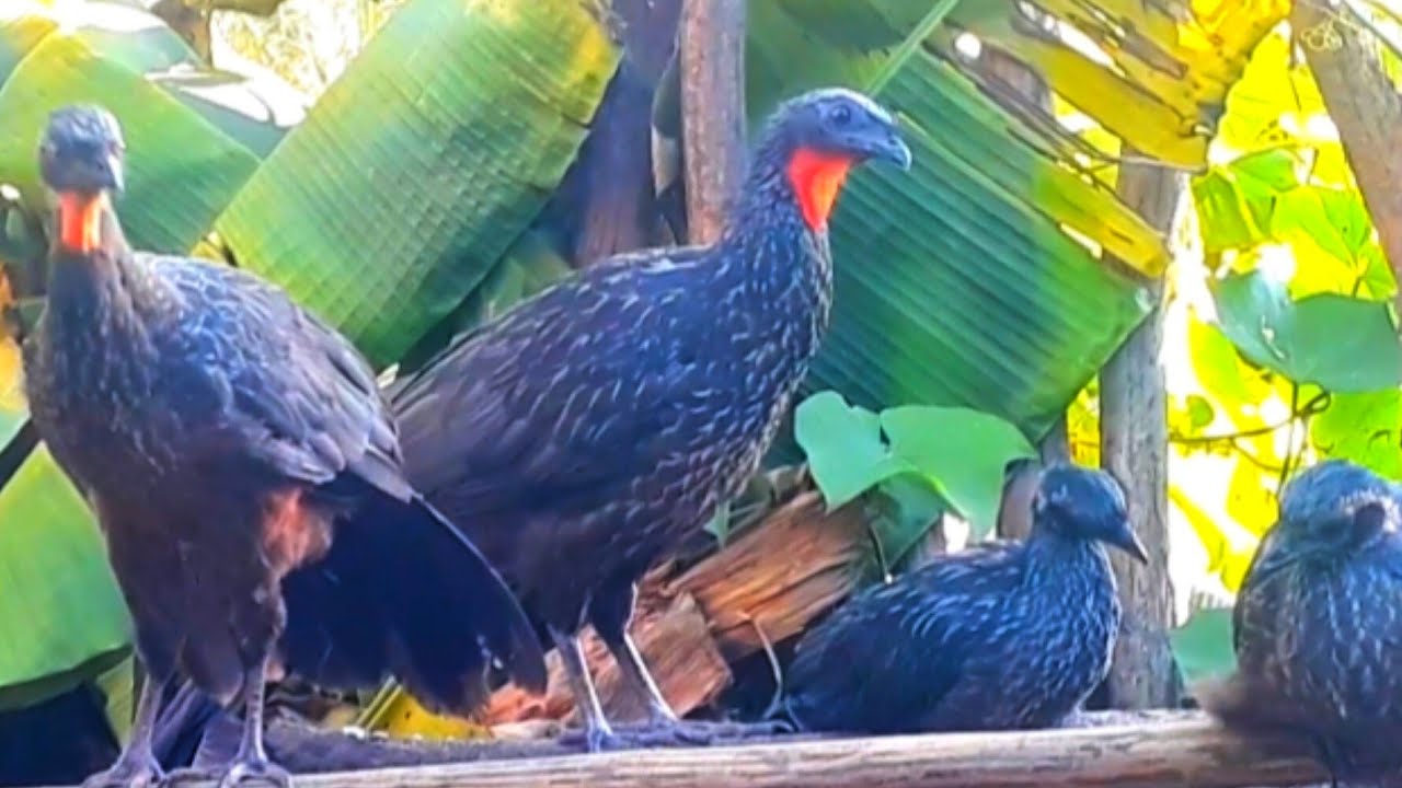 Jacu e seus filhotes também JUNTOS DIVERSÃO GARANTIDA - YouTube