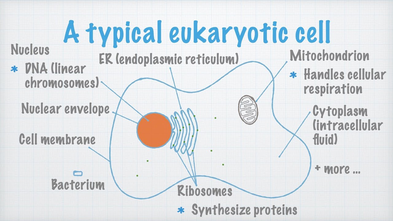Three types of cells - YouTube