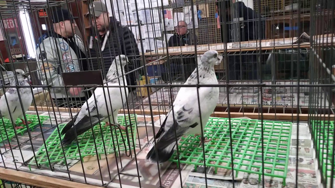 Garden state variety benefit pigeon show 2020 #pigeonshow #pigeons ...