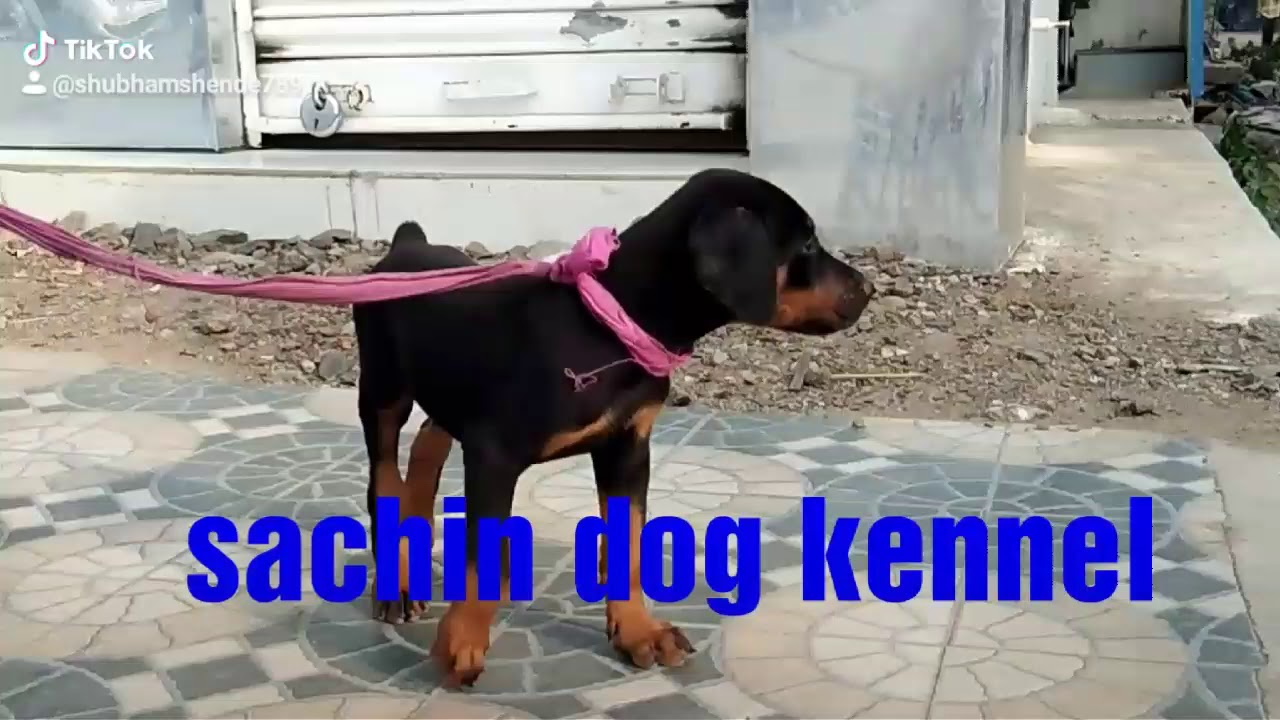 Sachin dog kennel - YouTube