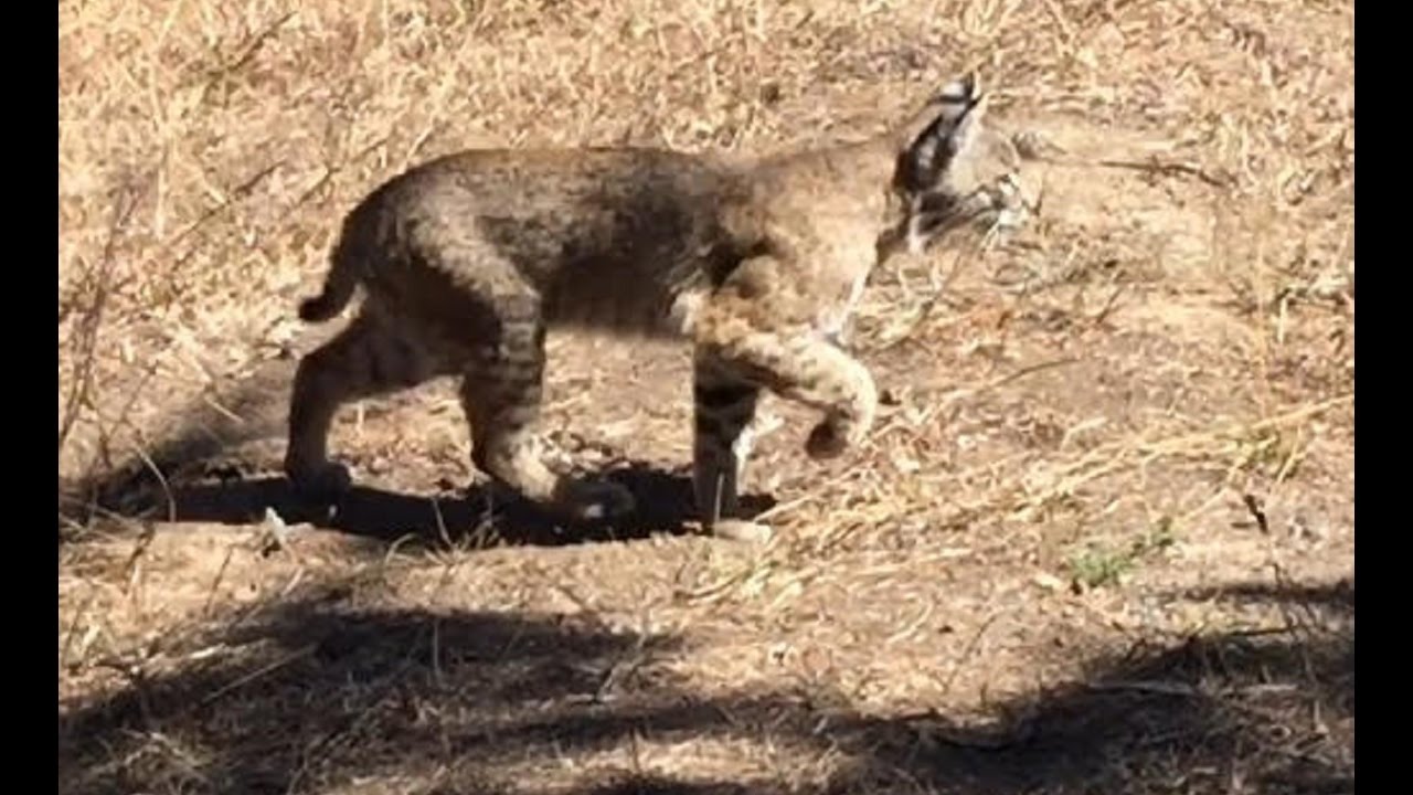 Adorable little Bobcat looks for lunch - YouTube