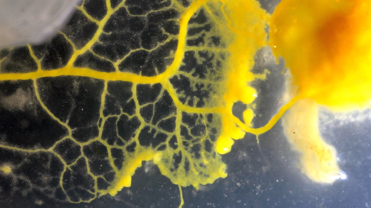 Le cycle cellulaire du blob - Physarum polycephalum - YouTube