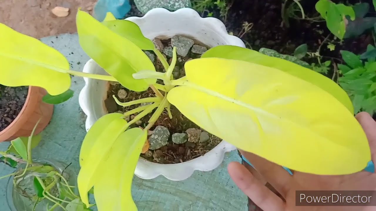 Gabi Gabi flower ️ ️ - YouTube