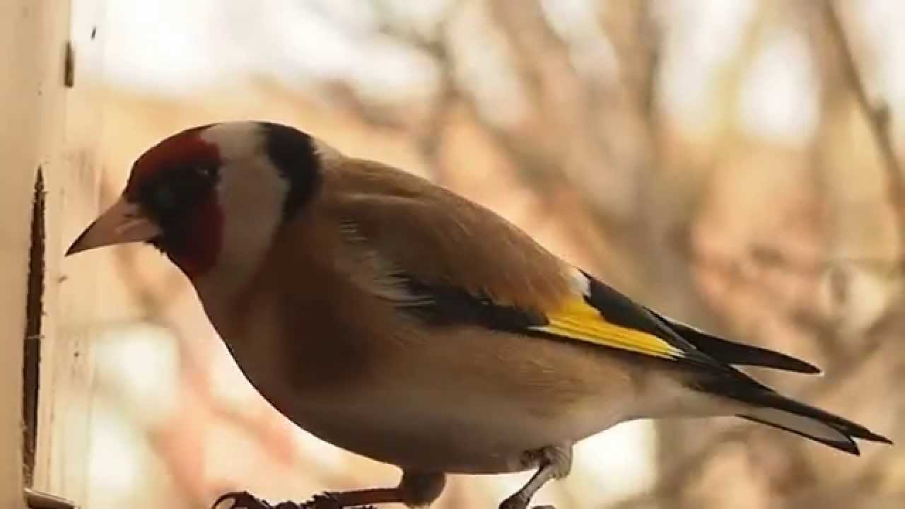 Tengelic - Birds of Europe - YouTube