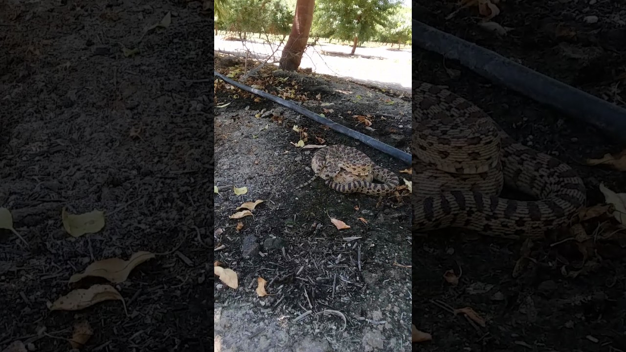 Vibora topera susto - YouTube