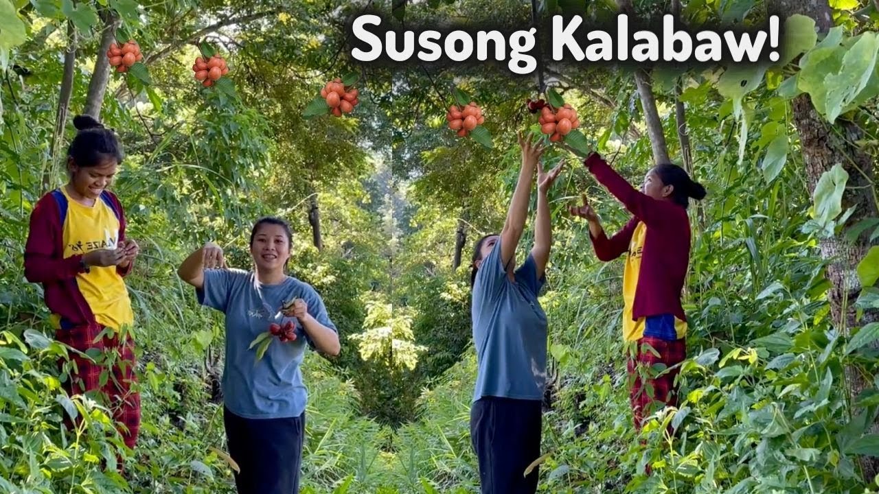 Prutas na ngayon ko lang Natikman "Susong Kalabaw" | HARVEST NG KAMOTE ...