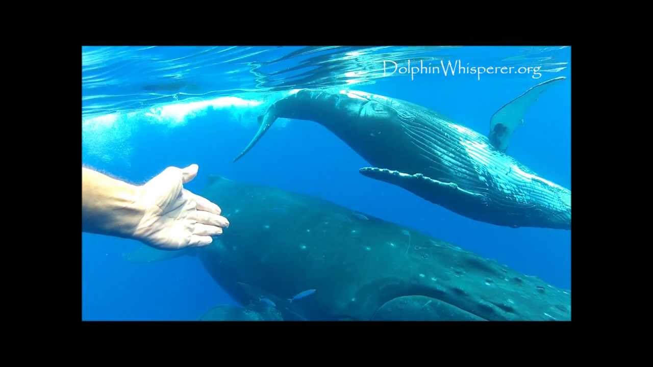 BABY WHALE PLAYING with US!!! - YouTube