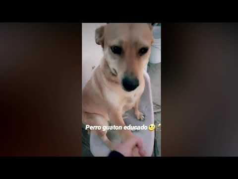 Perro guaton educado 😎 - YouTube