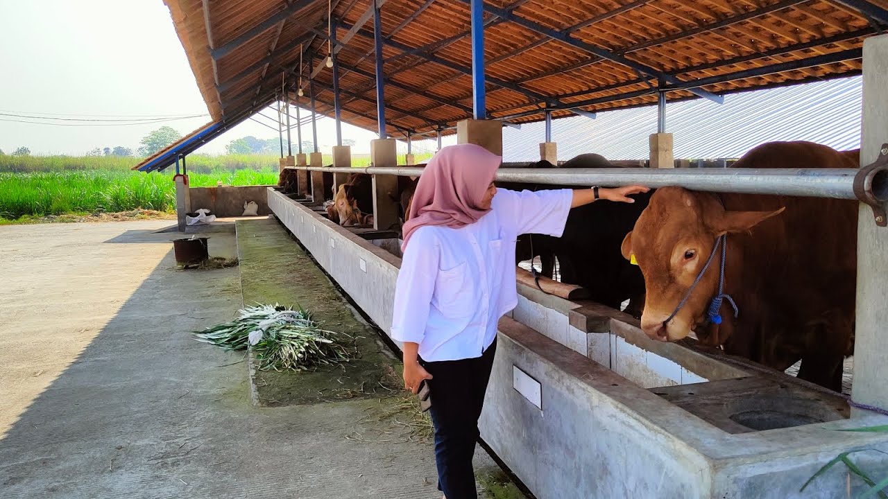 SAPI SAPI BESAR & JUMBO di PETERNAKAN TERBESAR - YouTube