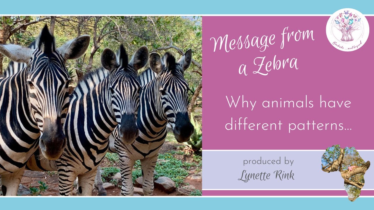 Message from a Zebra - Why animals have different patterns - YouTube