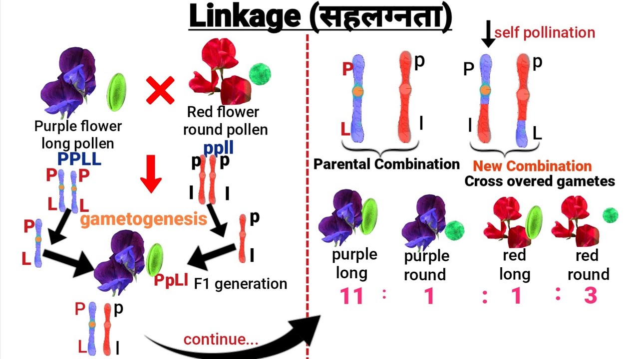 Linkage | Linked Genes | सहलग्नता | Bateson and Punnett experiment ...