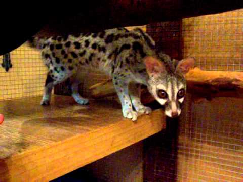 Building Trust with an Exotic Animal (Spotted Genet) that has been ...