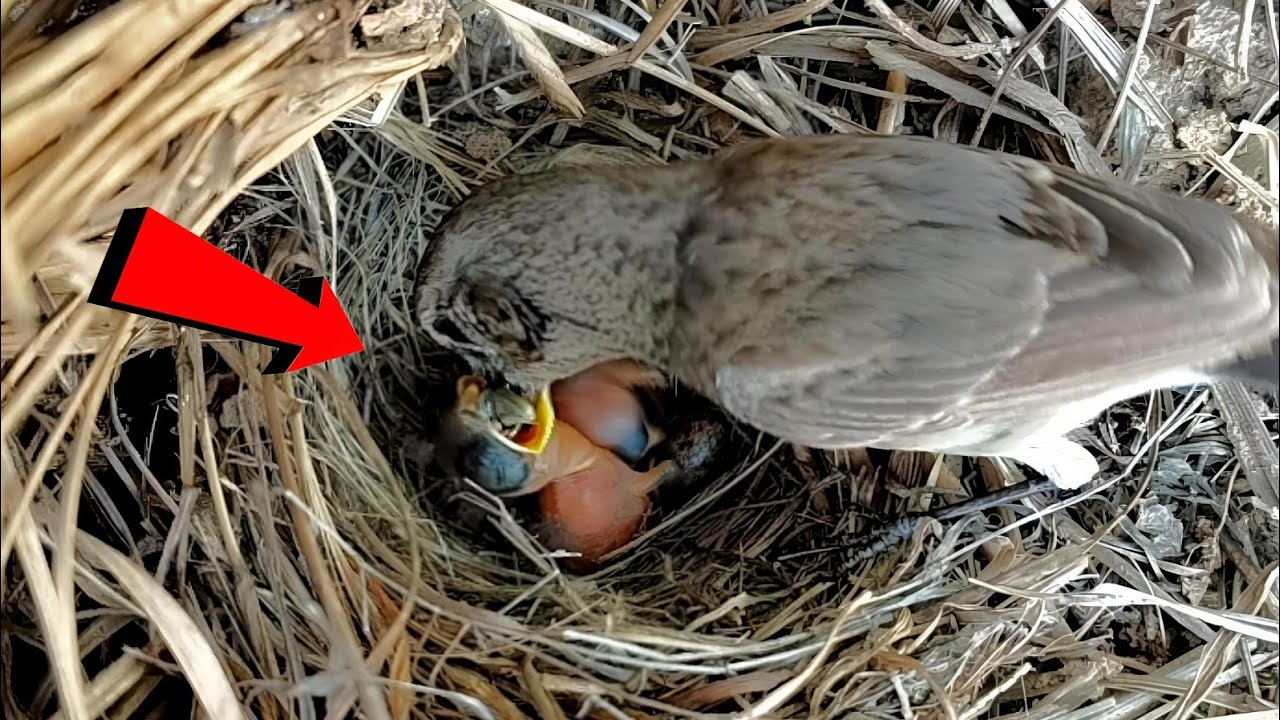 Familiar chat bird cute babies @birdswithme107 - YouTube