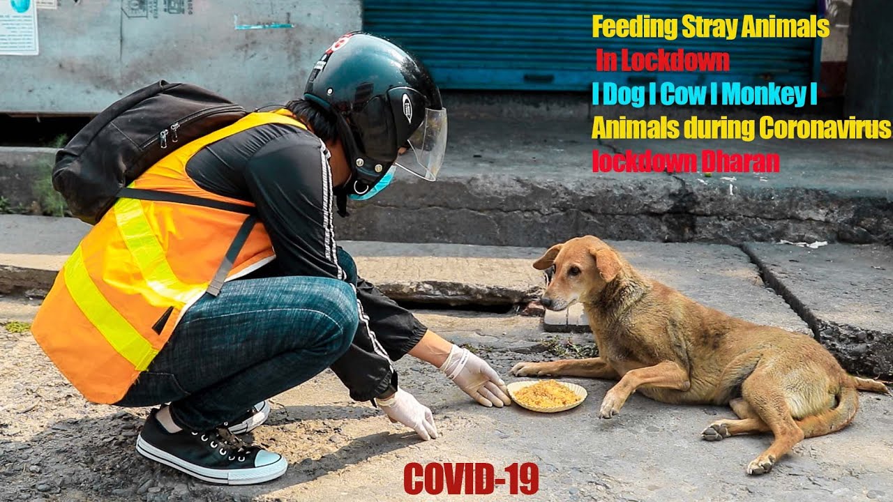 Feeding Stray Animals In Lockdown l Dog l Cow l Monkey l Animals during ...