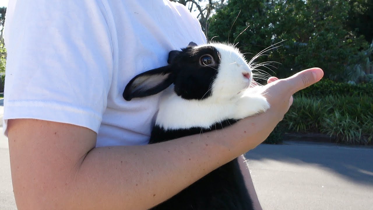 Catching a rabbit and going for a walk - YouTube