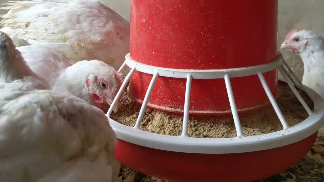 How to Install Chicken Feeders 8KG. Best Feeder for Growing Chickens ...
