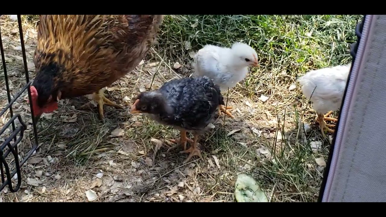 Ranty Rant Rant - YouTube