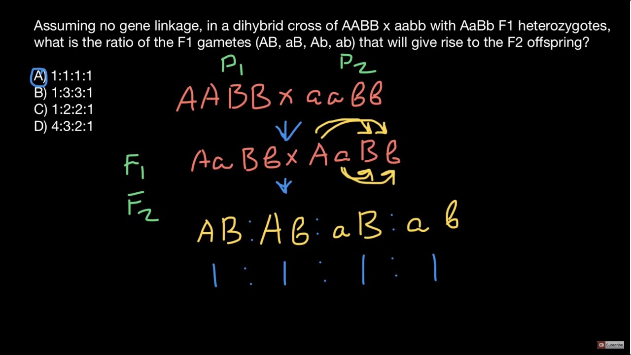 Genotypes and phenotypes ratios explained - YouTube