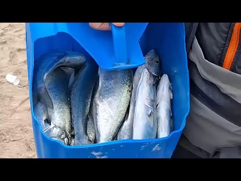 İndir Bindir Lüfer Show. Spin ile Karadeniz Ormanlı da lüferlerin içinde kaldık. Yok Böyle 1 Av !!