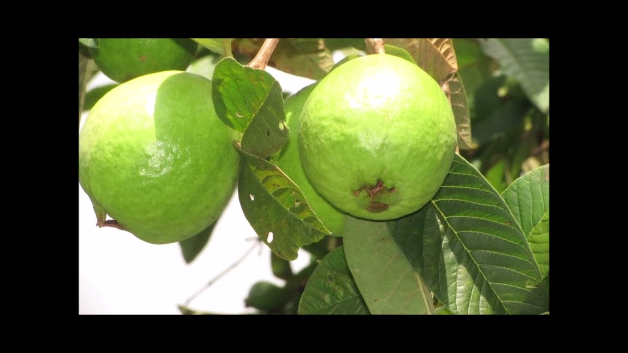 Guava - Vitamins C, A, Iron, Calcium, Potassium, Improve Digestion ...