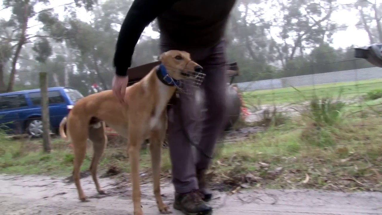 Greyhound coursing tips: A trip to Lang Lang for trialling - YouTube