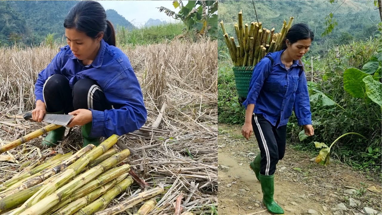 Traditional sugar cane making process of a disabled girl - YouTube