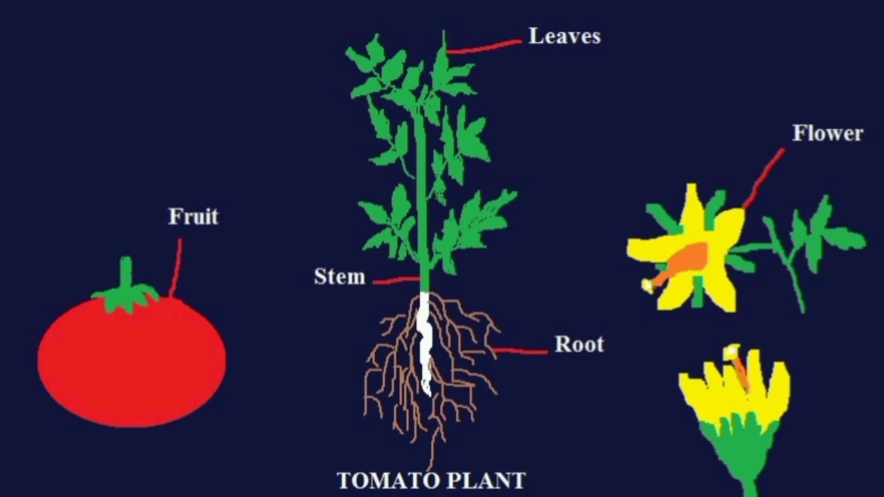 The scientific name / The scientific classification of Tomato - YouTube